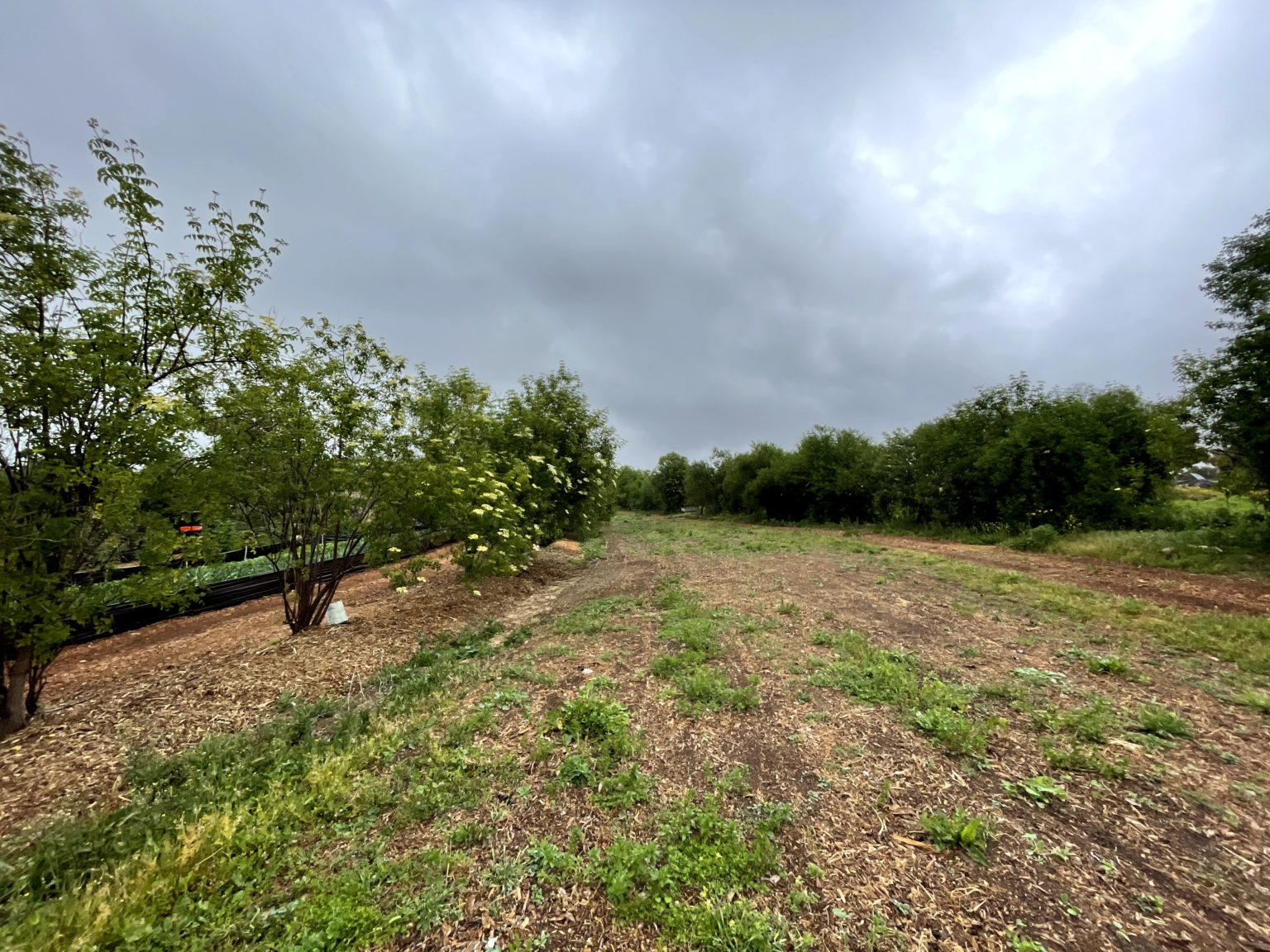 Shmita at Coastal Roots Farm - Coastal Roots Farm