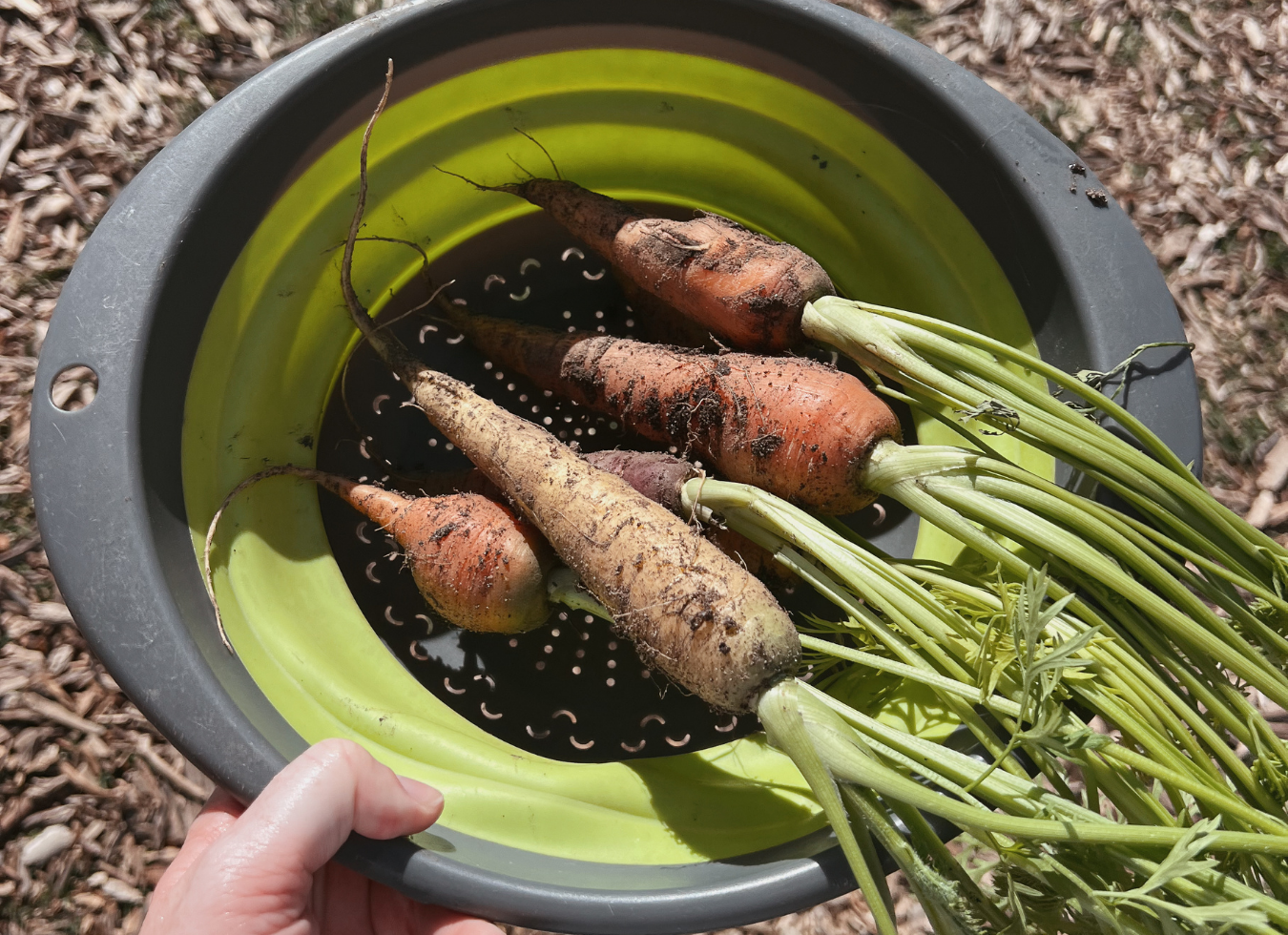 Harvest to Table Culinary Experience - Coastal Roots Farm