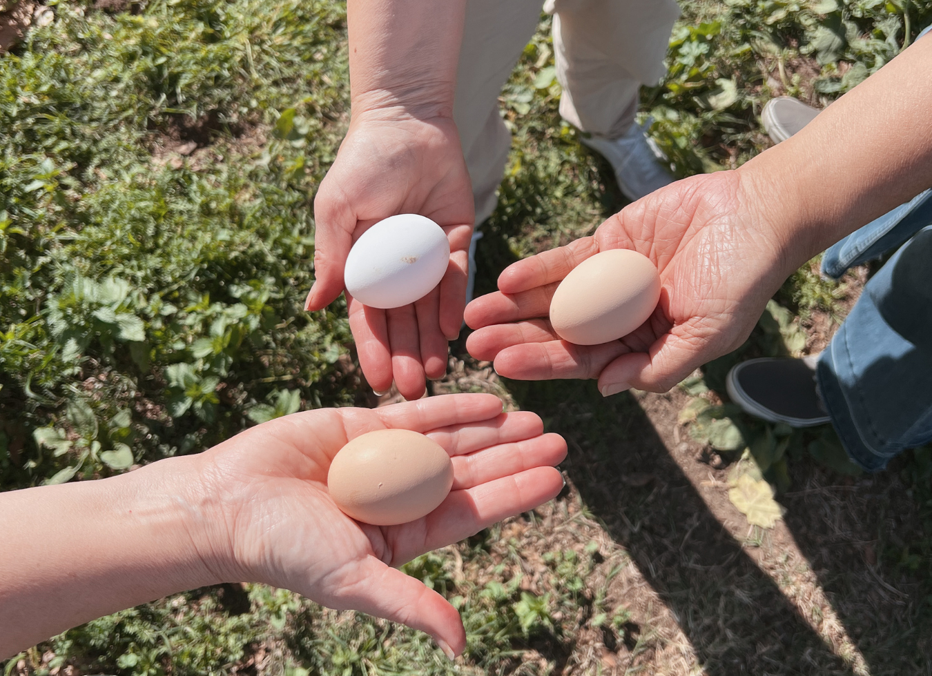Harvest to Table Culinary Experience - Coastal Roots Farm